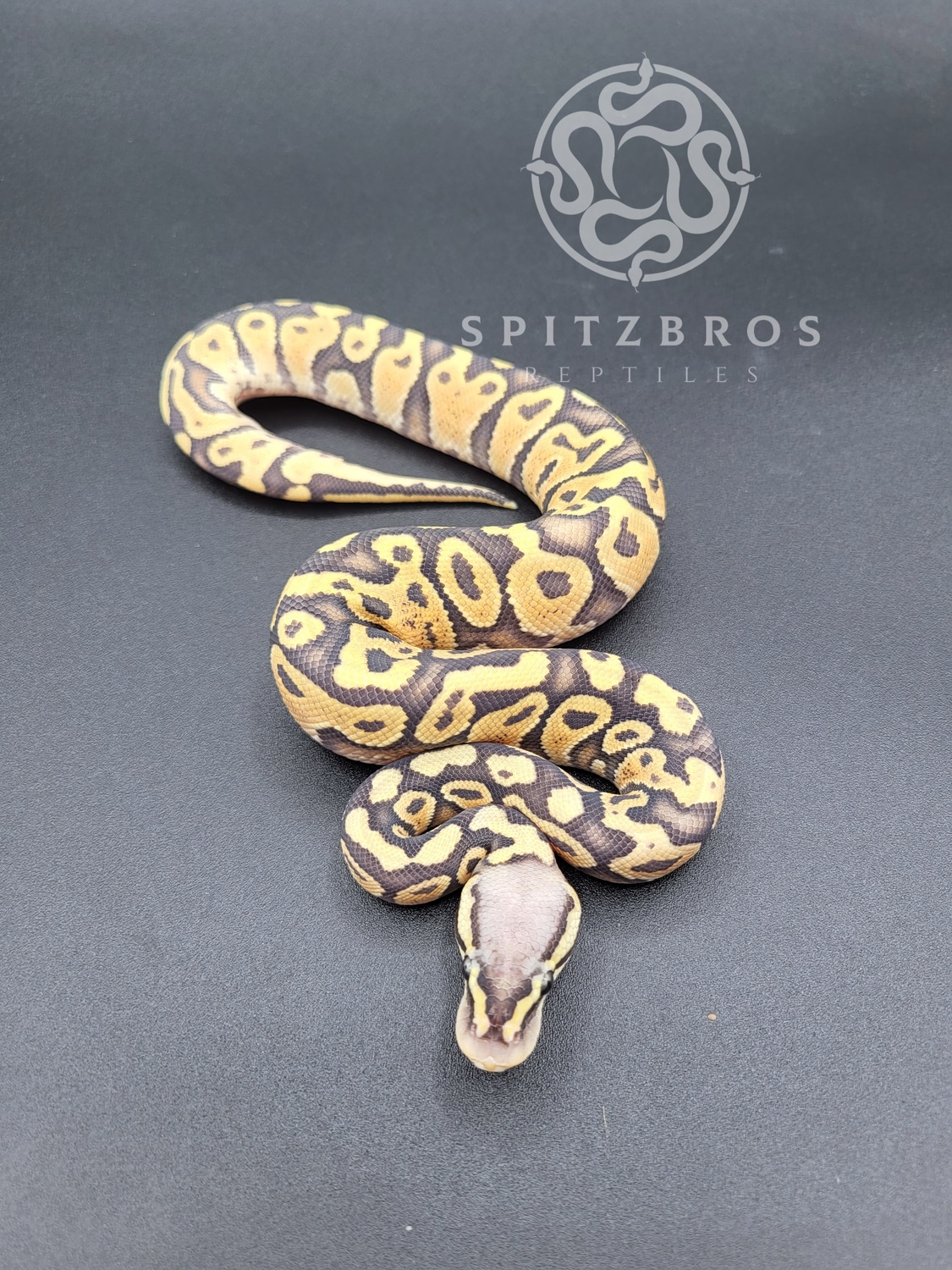 Pastel Hypo Het Clown Ball Python by SpitzBros Reptiles - MorphMarket