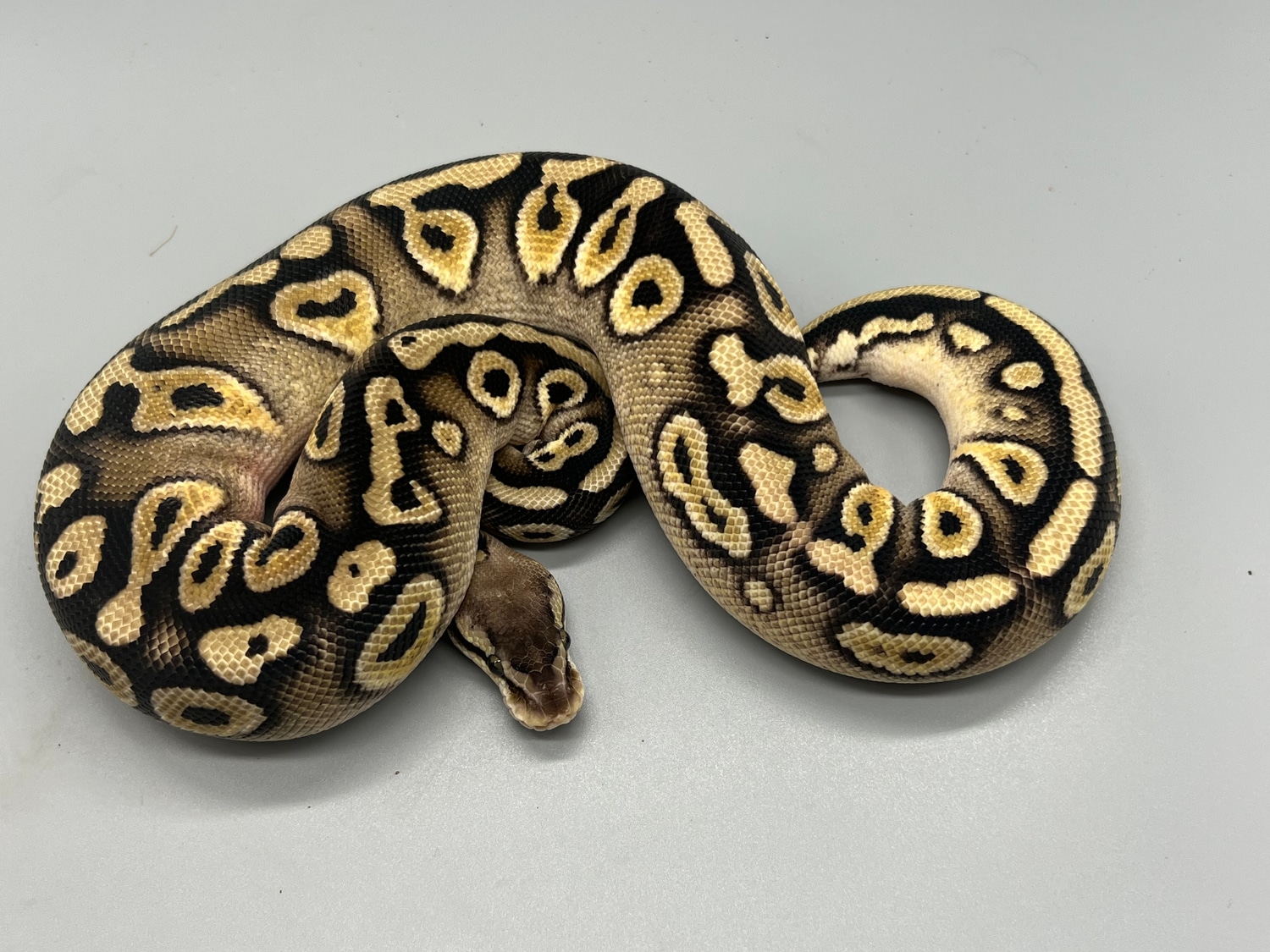 Matt Sommers Reptiles, Inc.'s Collection - MorphMarket