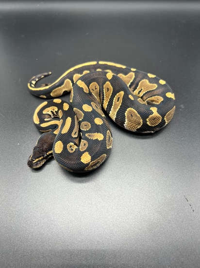 Black Head Orange Dream Het Pied Ball Python by Matt Sommers Reptiles, Inc.