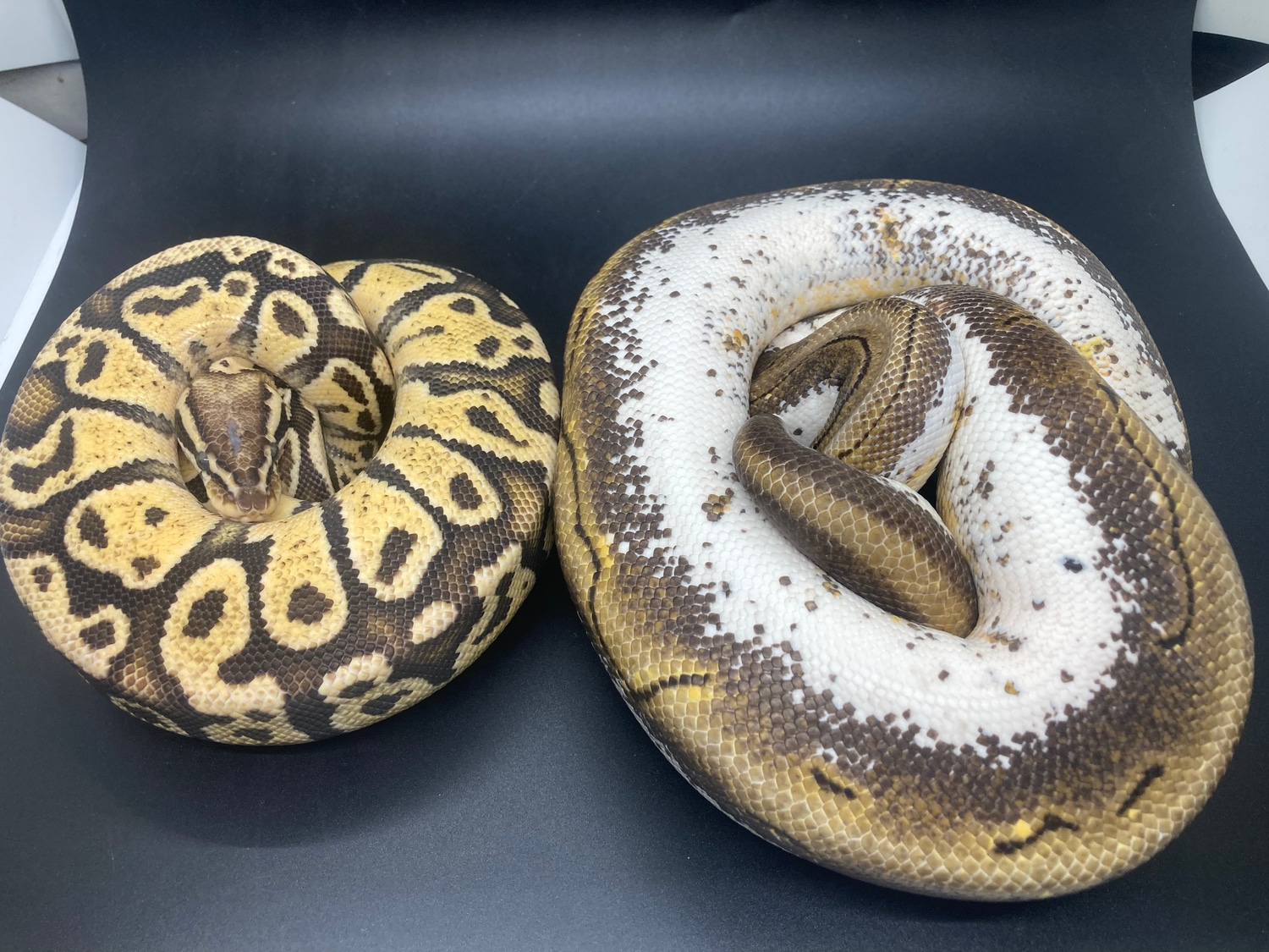 Calico Spinner And Firefly Ball Python by MILS Snakes - MorphMarket
