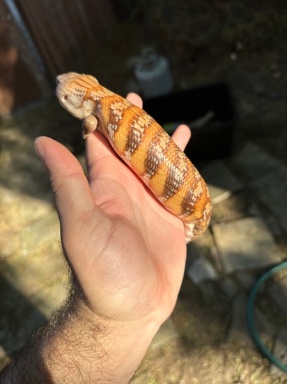 Orange Crush Northern Blue Tongue Skink Northern Blue-Tongued Skink by ...