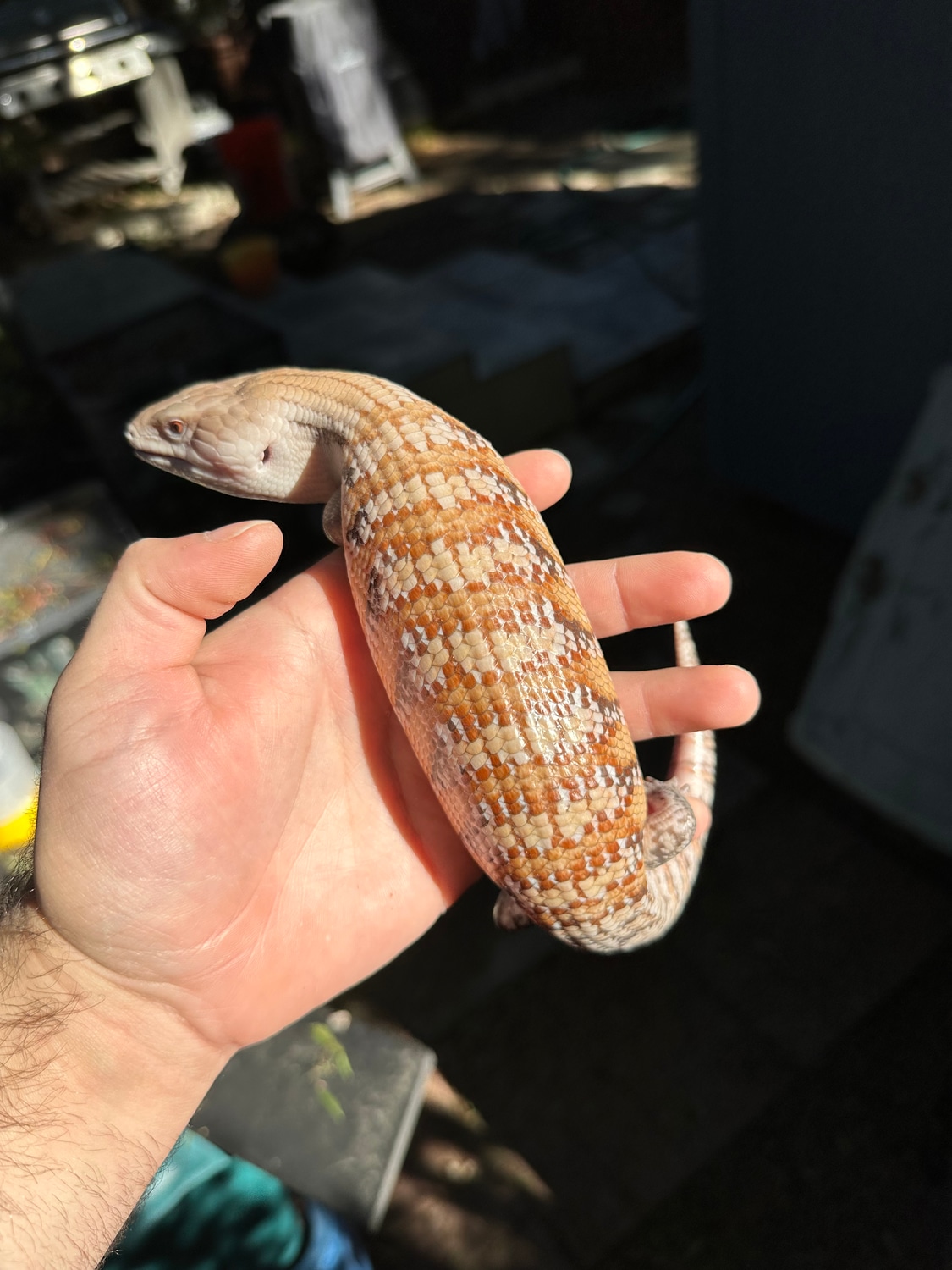 SALE!!! Holdback Turner White Northern Blue-Tongued Skink by Cold ...