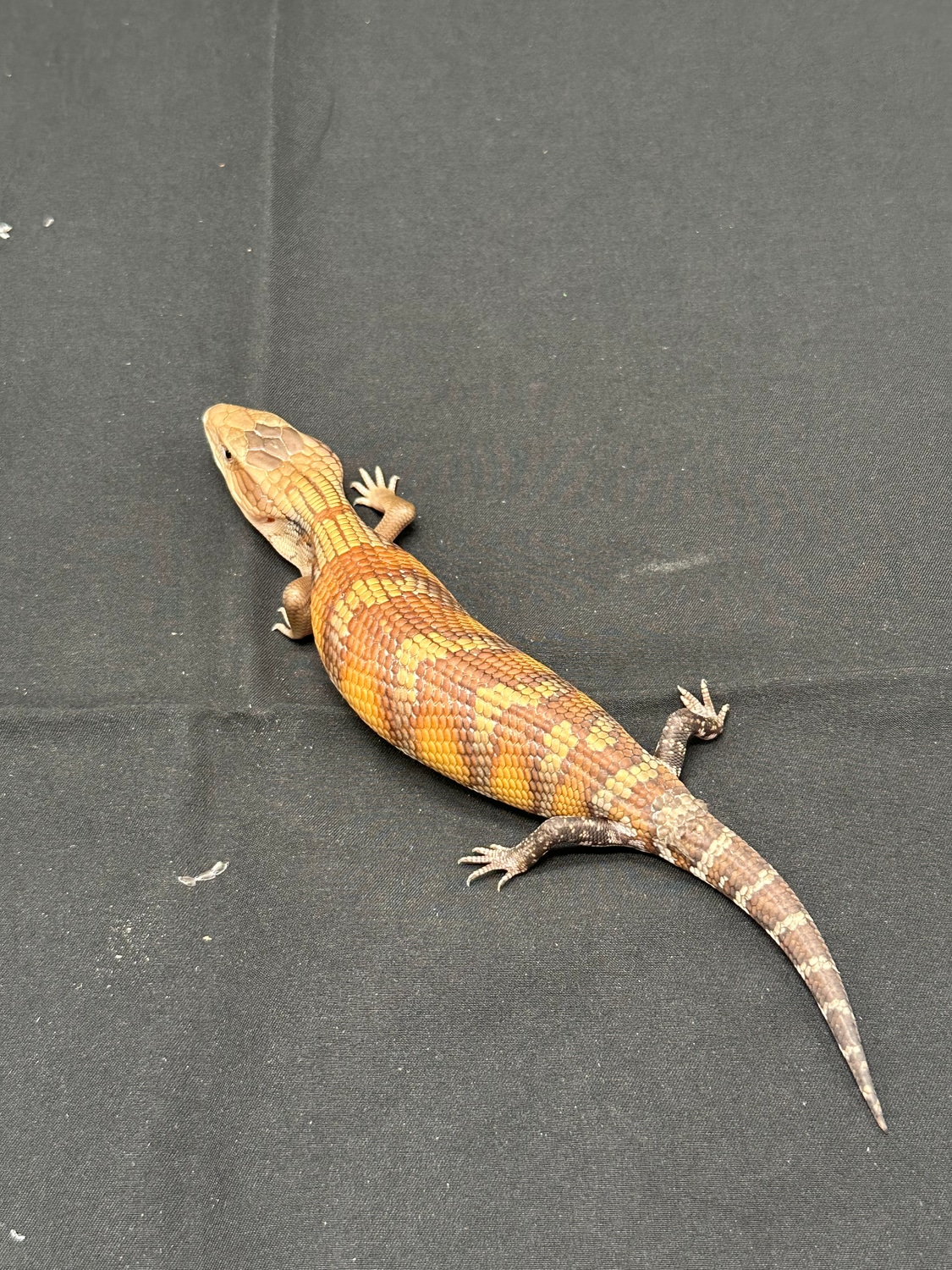 Orange Classic Reduced Black Northern Blue-Tongued Skink by Cold ...