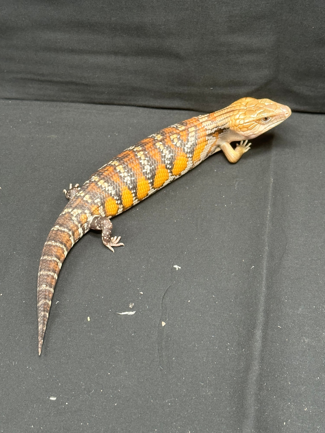 High Contrast Dark Orange Northern Blue-Tongued Skink by Cold Blooded ...