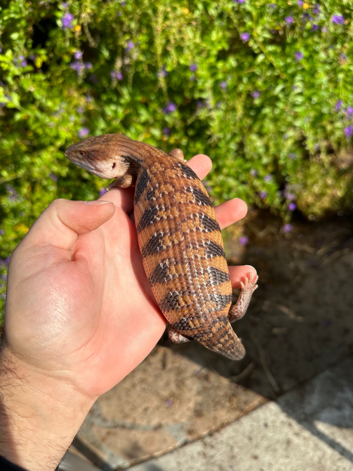 Halloween Sale! Classic Northern Northern Blue-Tongued Skink by Cold ...