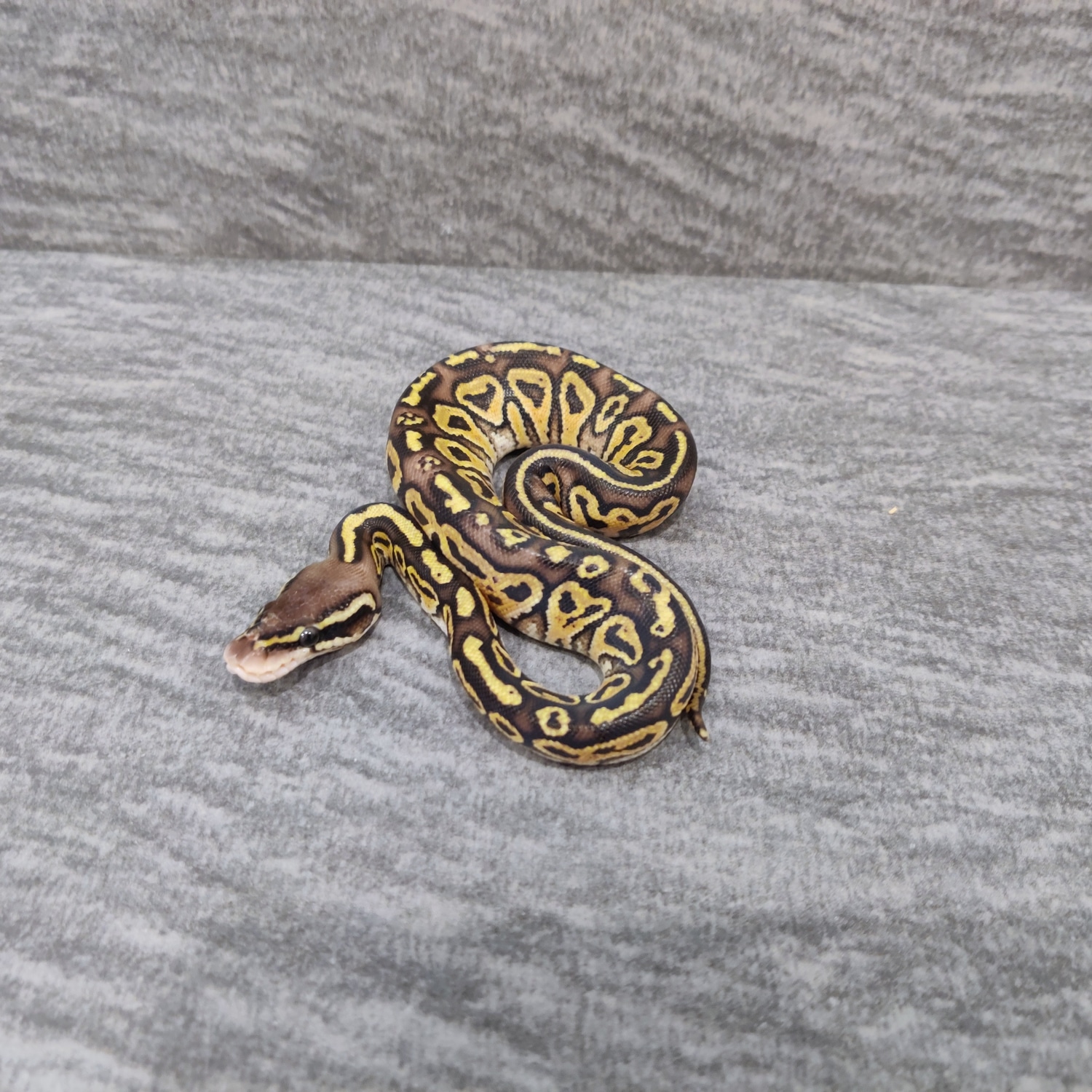 Pastel Ahi Trick Ball Python by Mutated Genetics - MorphMarket
