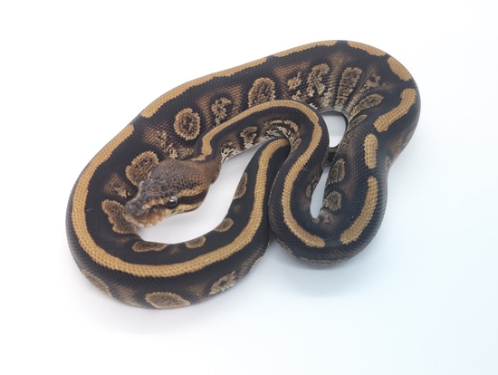 Stranger Ball Python by Mutated Genetics