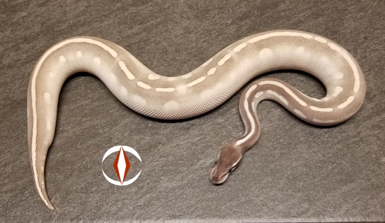 Super Phantom Leopard Ball Python by The Ball Python Project
