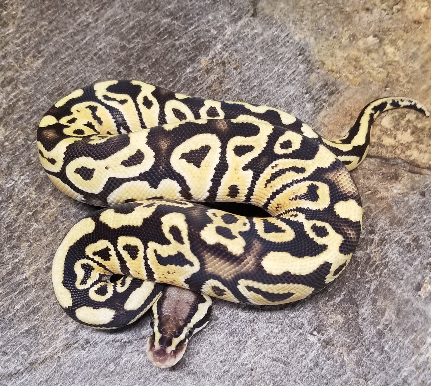 Firefly Poss Het Piebald Ball Python by The Ball Python Project ...