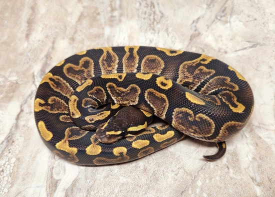 Ghi Het Desert Ghost Ball Python by The Ball Python Project