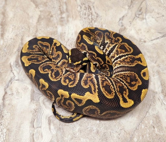 GHI Poss. Harlequin Het Desert Ghost Ball Python by The Ball Python Project