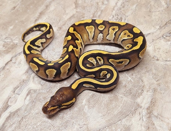 Yellowbelly Phantom Het Clown Ball Python by The Ball Python Project