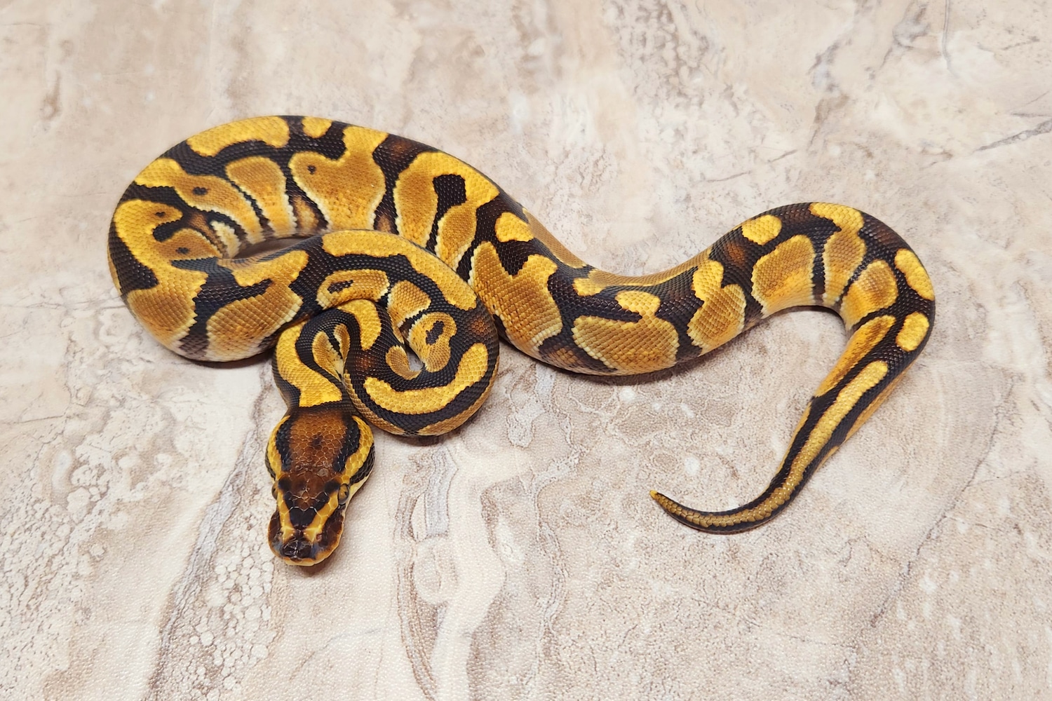 *Female* Enchi Double Het Desert Ghost Clown Ball Python by The Ball ...