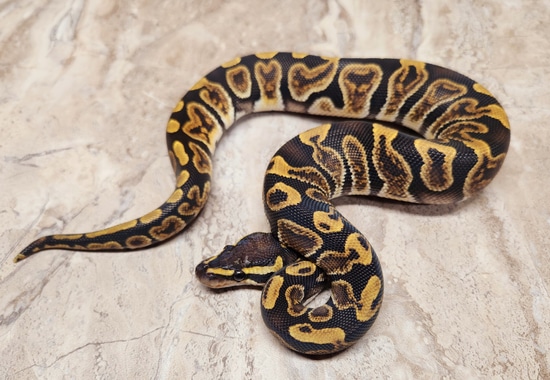 Ghi Het Desert Ghost Ball Python by The Ball Python Project