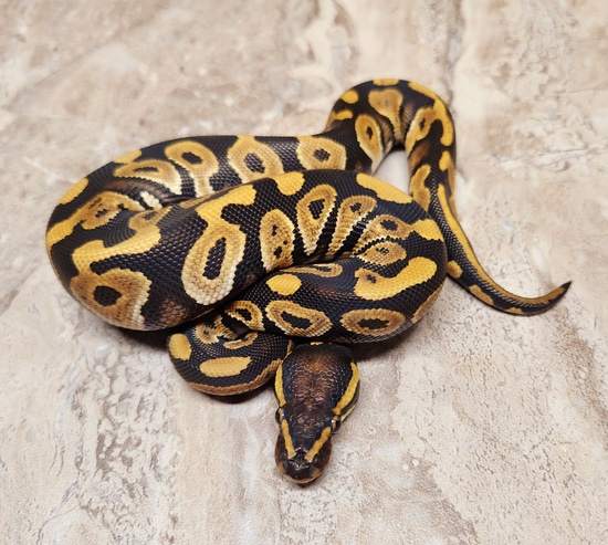 Leopard Phantom Het Desert Ghost Ball Python by The Ball Python Project