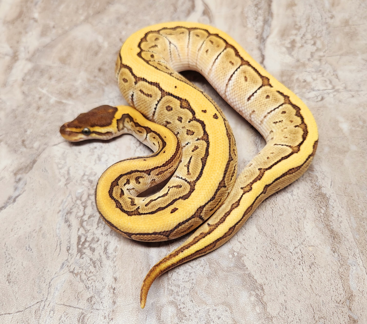 Mojave Pinstripe Scalelesshead (Poss) Ball Python by The Ball Python ...