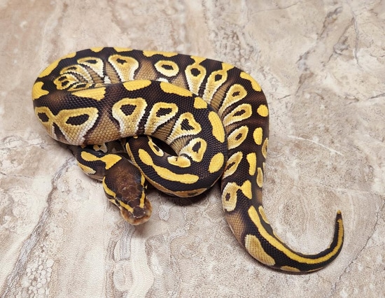 *Pair* Yellowbelly Pinstripe Het Clown Poss Het Pied And Phantom Het Clown Poss Het Pied Ball ...