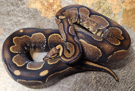 Calico Blackback Ball Python by The Ball Python Project