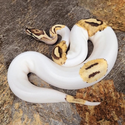 1.1 Piebald Clown Project Ball Python by The Ball Python Project