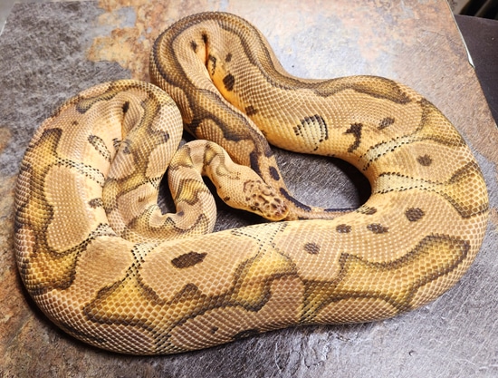 *Proven Pastel Clown* Ball Python by The Ball Python Project