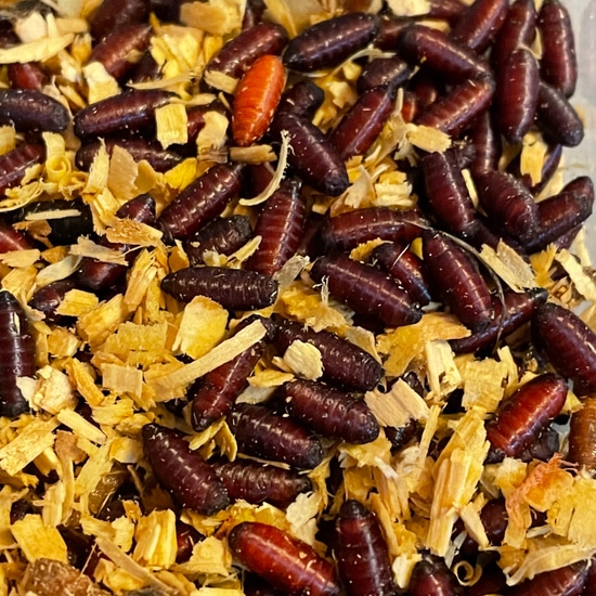 Blue Bottle Fly Pupae/spikes More Invertebrate by Palps and Raptors