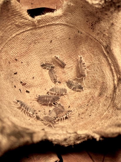 Porcellio Pruinosus “Oreo Crumble Isopod by Palps and Raptors