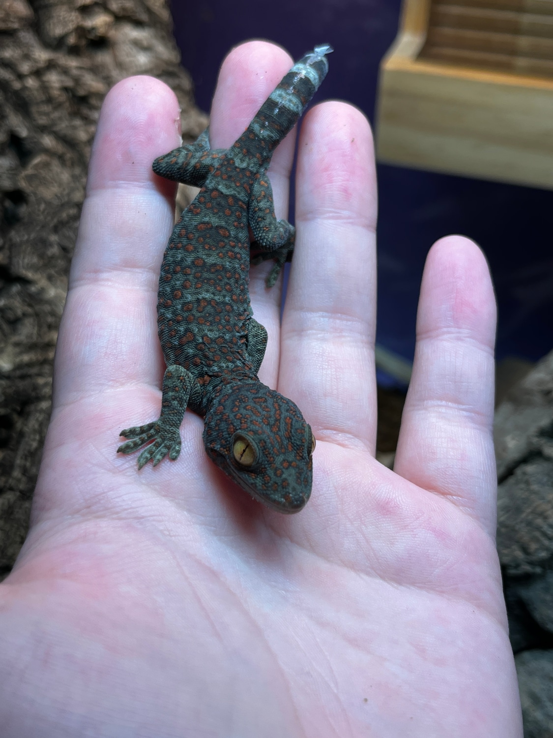 CBB Baby Tokay Gecko by Palps and Raptors - MorphMarket