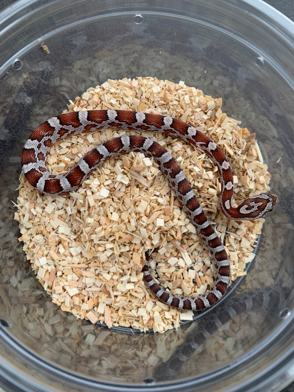 Miami Het Shatter, Caramel Corn Snake by Colubrid Curiosities - MorphMarket