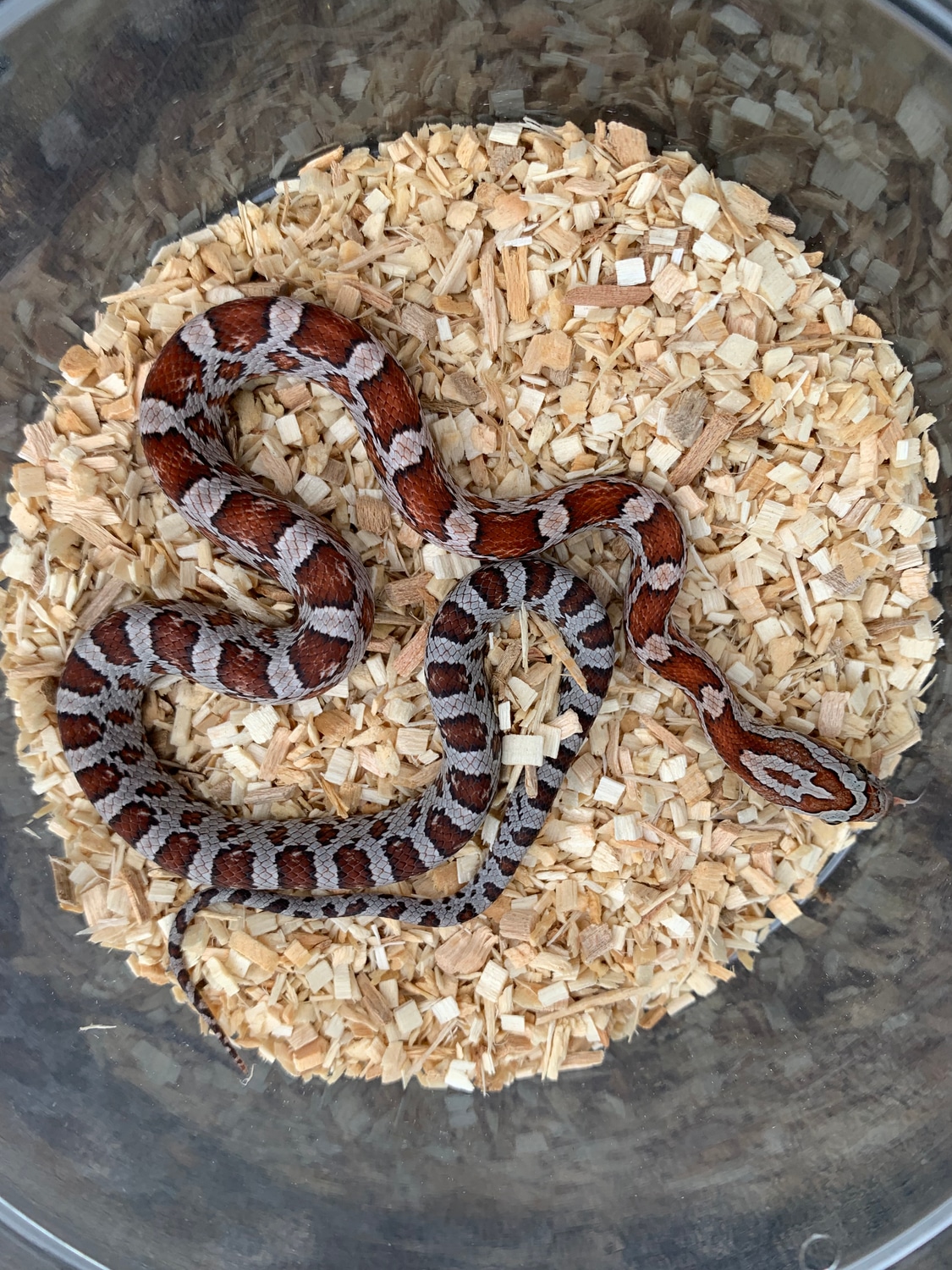 Miami Het Shatter, Caramel Corn Snake by Colubrid Curiosities - MorphMarket