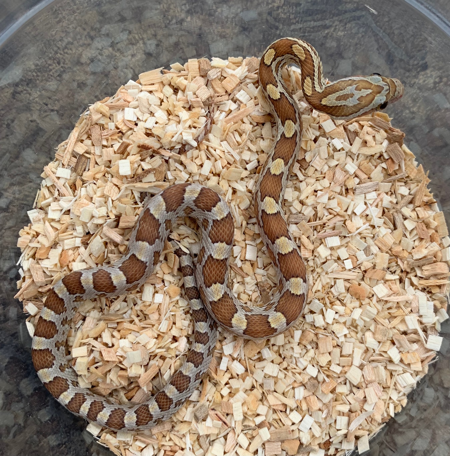 Amber Corn Snake by Colubrid Curiosities - MorphMarket