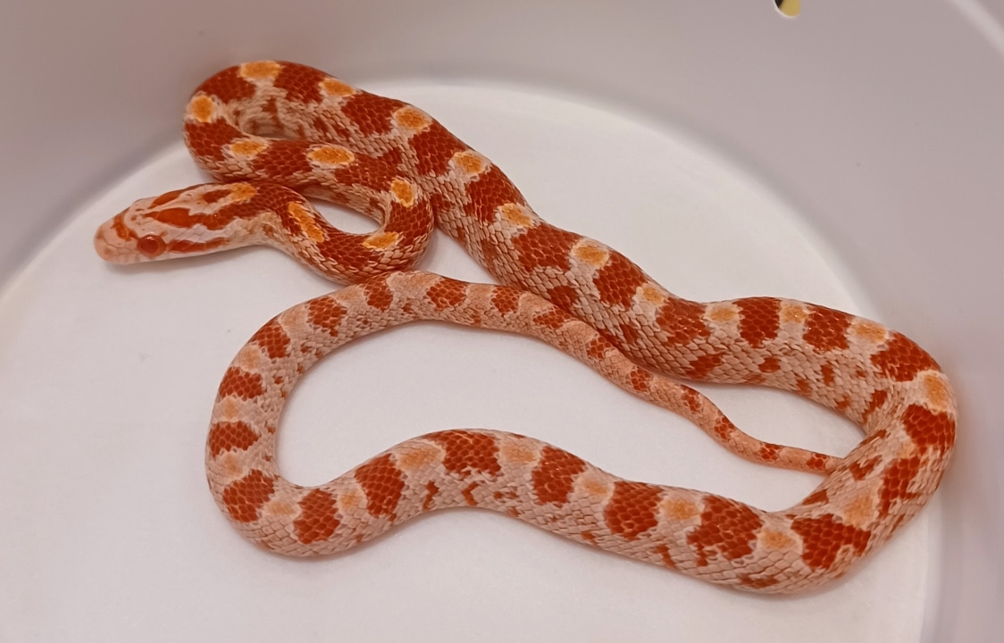 Amel Het Hypo, Anery, Stripe Corn Snake by Colubrid Curiosities ...