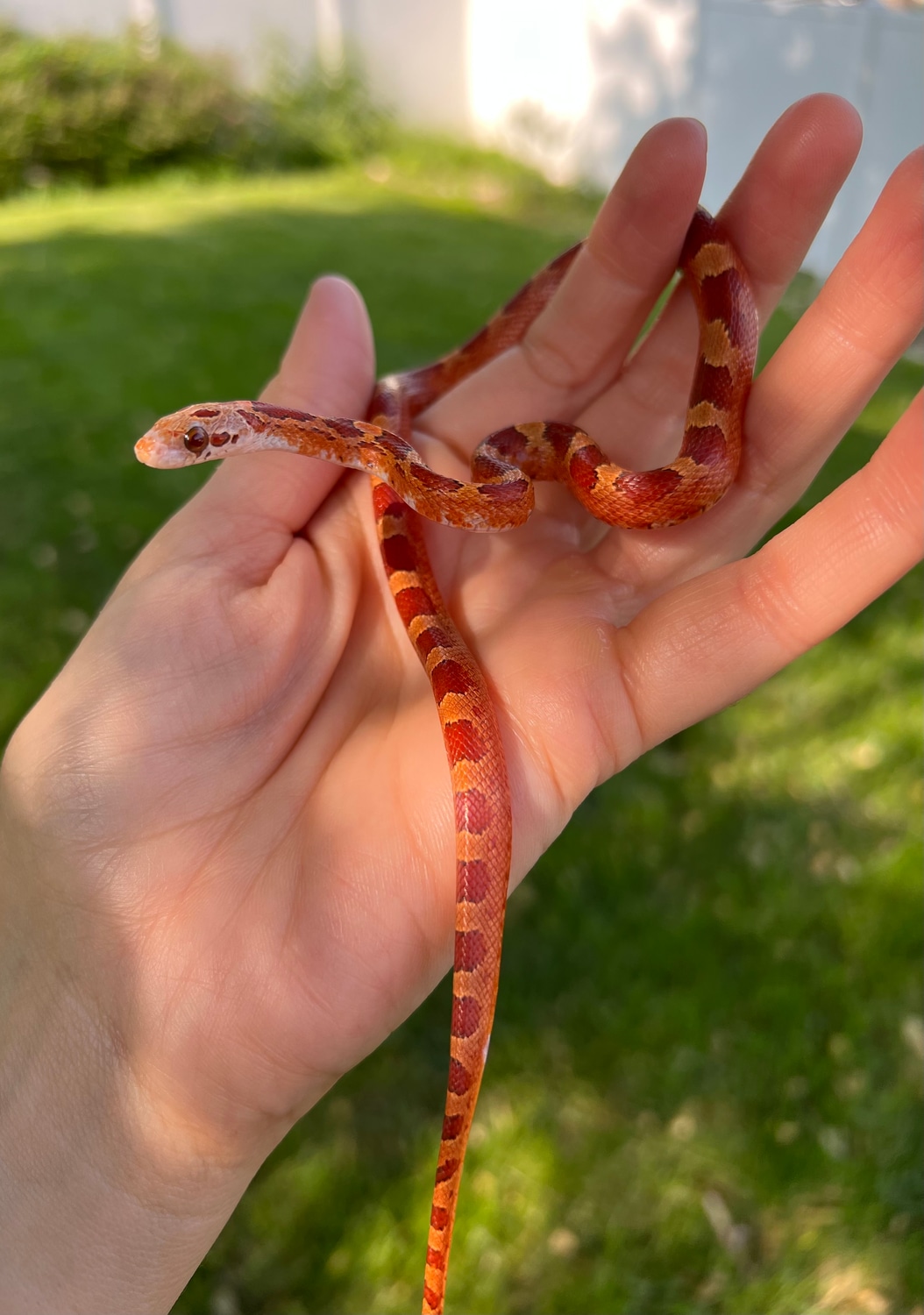 Hypo Pied-sided Diffused 66% PH Anery Corn Snake by Colubrid ...