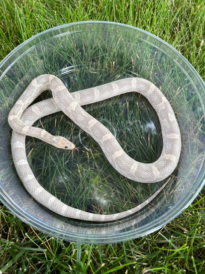 Orchid Female And Orchid Blood Male Corn Snake by Colubrid Curiosities