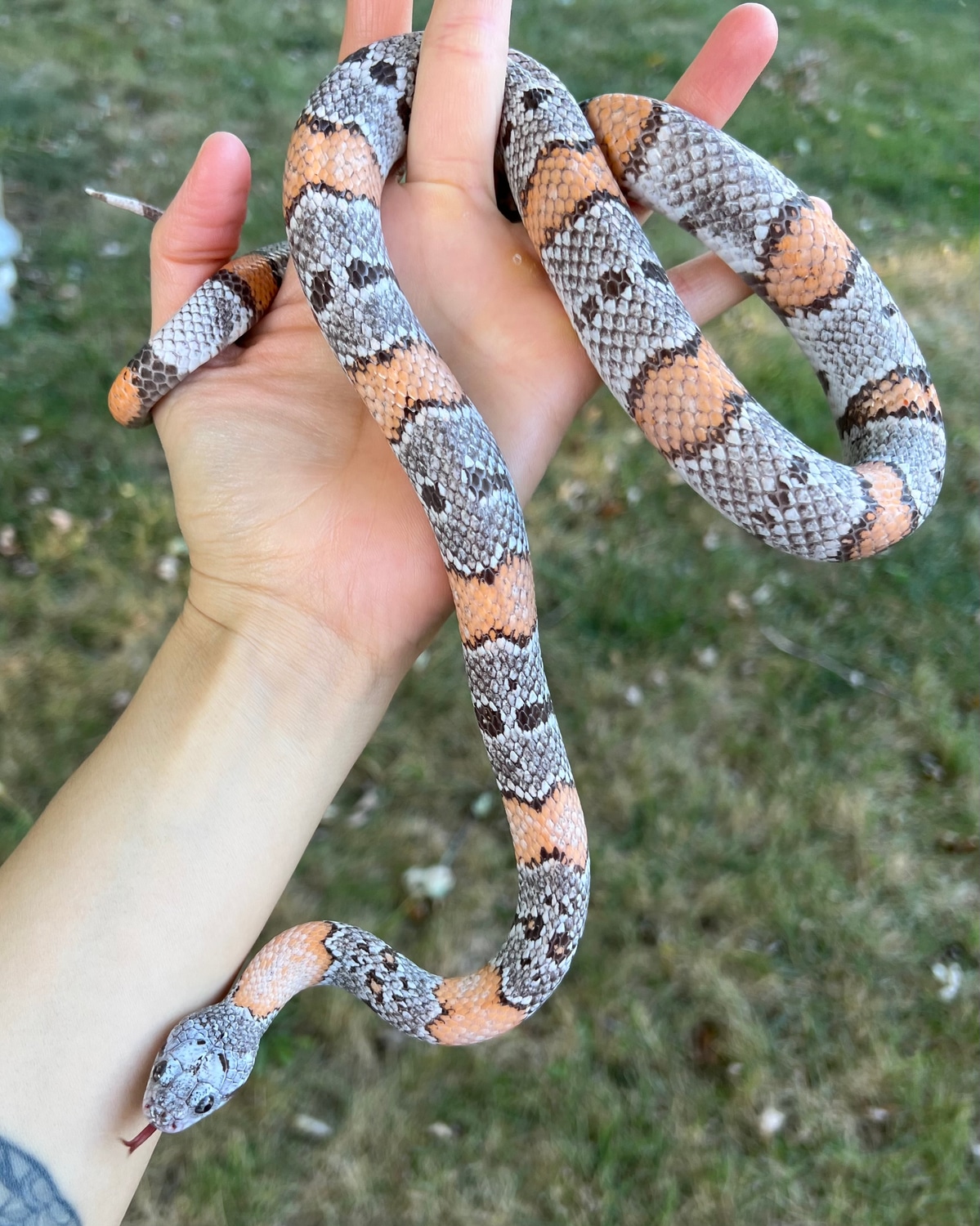 2018 Hypo Het Anery Female (Black Gap) Gray-banded Kingsnake by ...