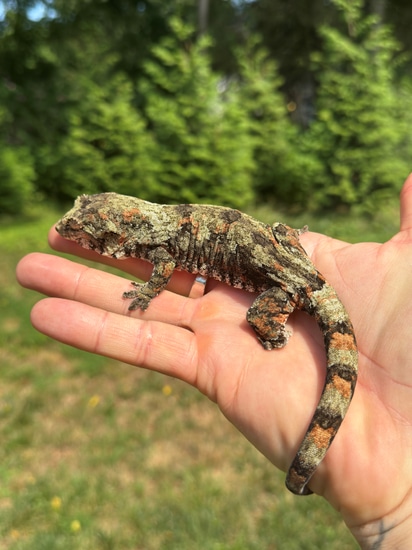 Yearling Female At 55 Grams Chahoua Gecko by Mt Olympus Geckos