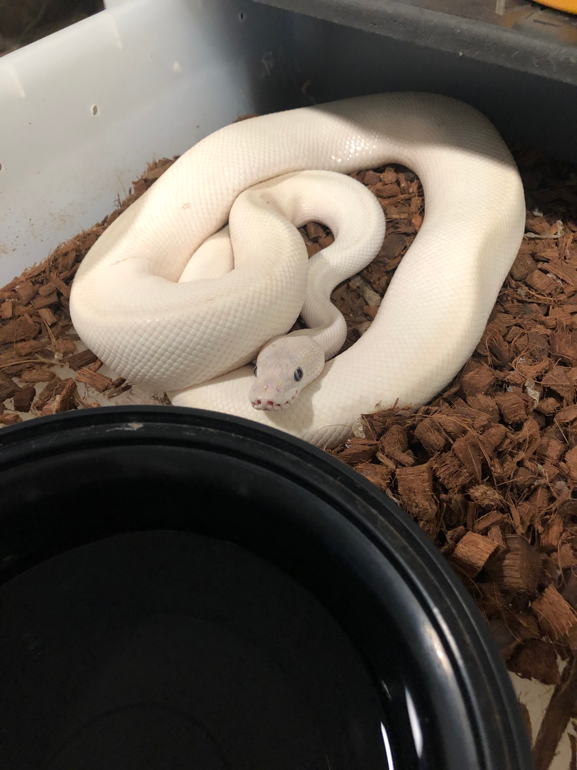 Blue Eyed Lucy Ball Python by Patterson Pythons - MorphMarket