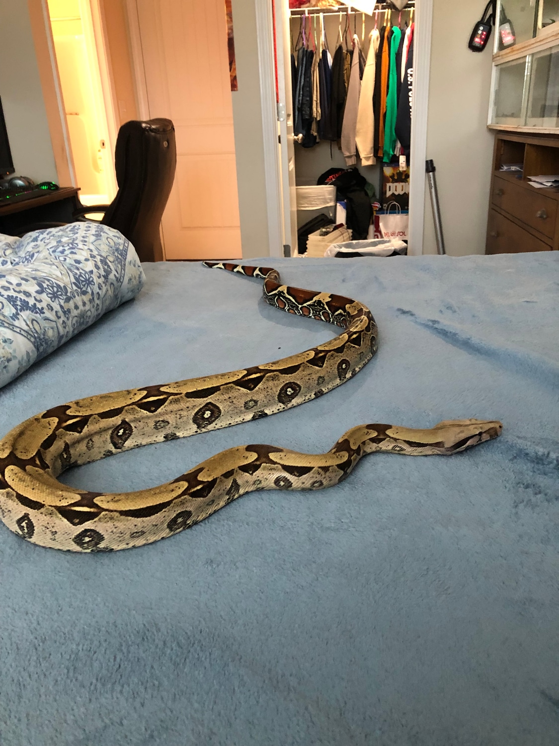 Pokigron Suriname Boa Constrictor True Red-tailed Boa Constrictor by ...