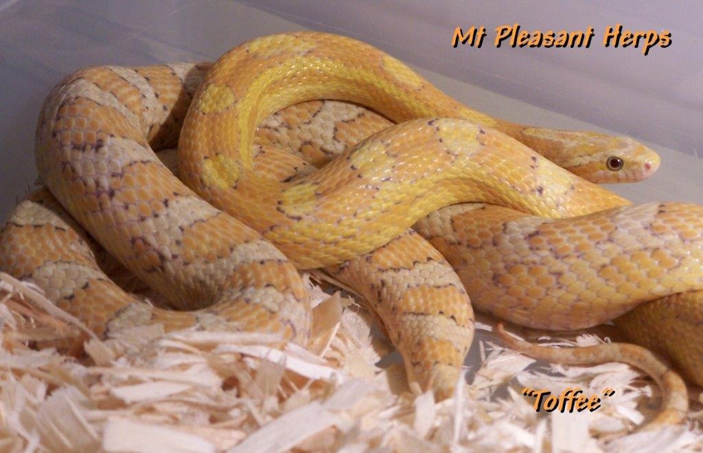 Gold Dust Het Motley Corn Snake by Mount Pleasant Herps - MorphMarket