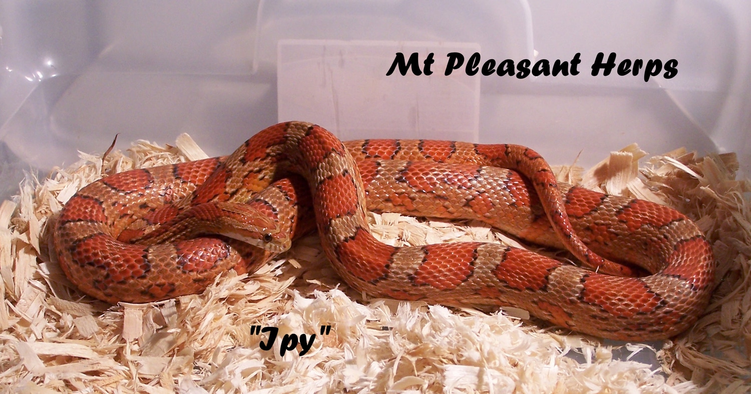 ***Proven*** Normal Het Amel, Bloodred Pied-sided & Stripe Pos Het ...