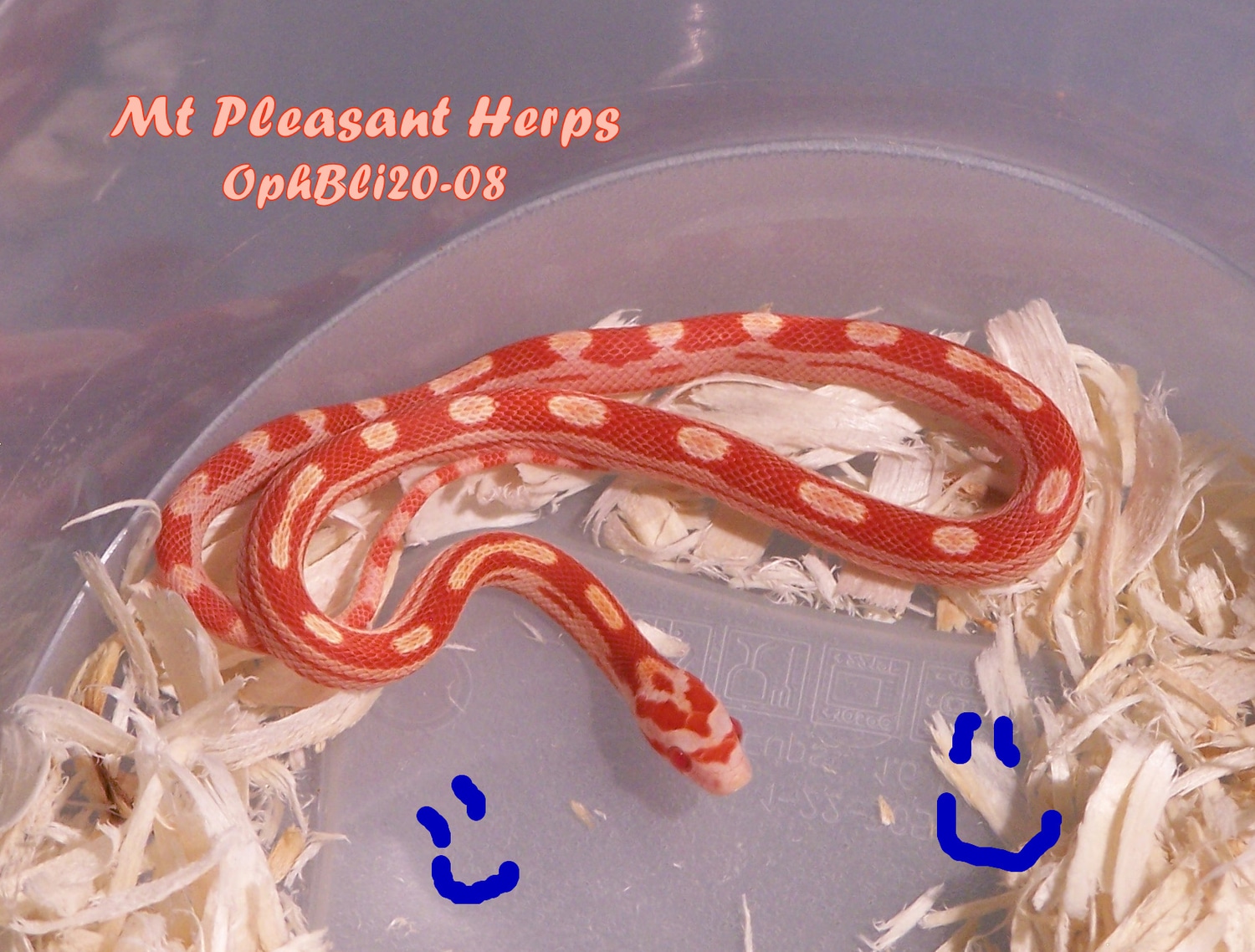 Amel Motley/Stripe Het Anery, Caramel & Dilute Corn Snake by Mount Pleasant Herps - MorphMarket