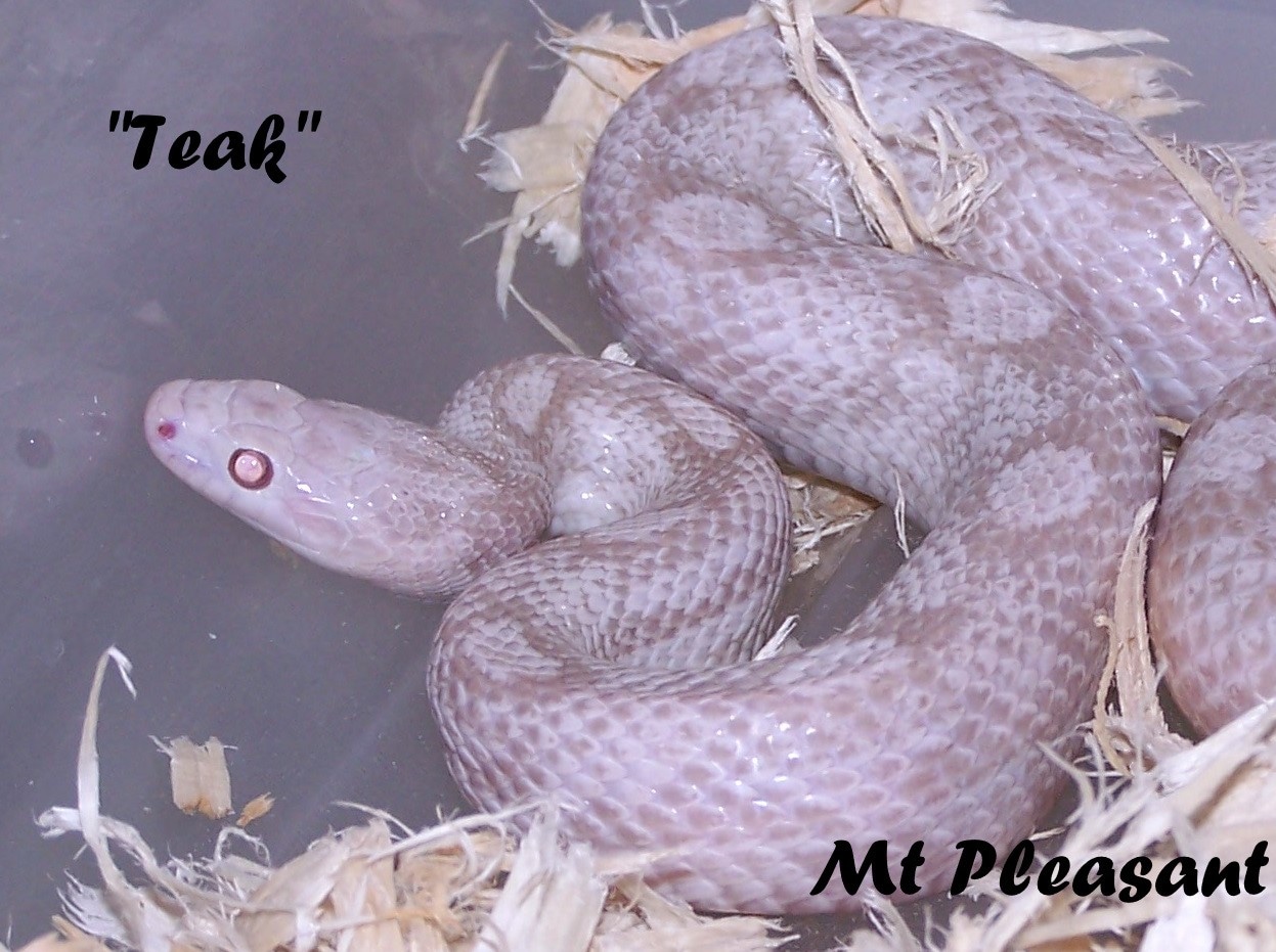 Ultramel Lavendar Motley Ph Stripe, Hypo Corn Snake by Mount Pleasant ...