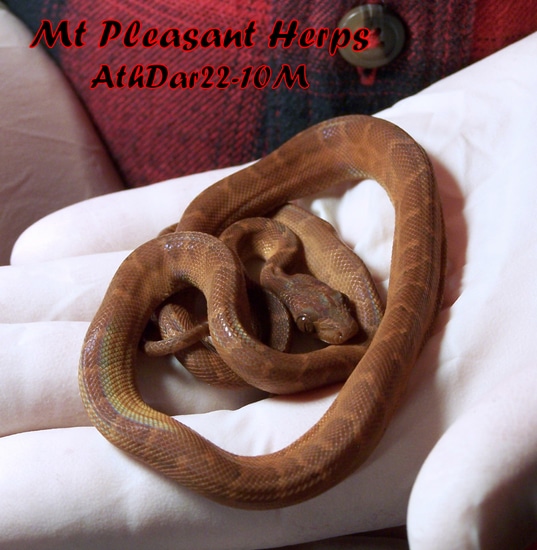 Dominican Red Mountain Boa Hispaniolan Boa by Mount Pleasant Herps