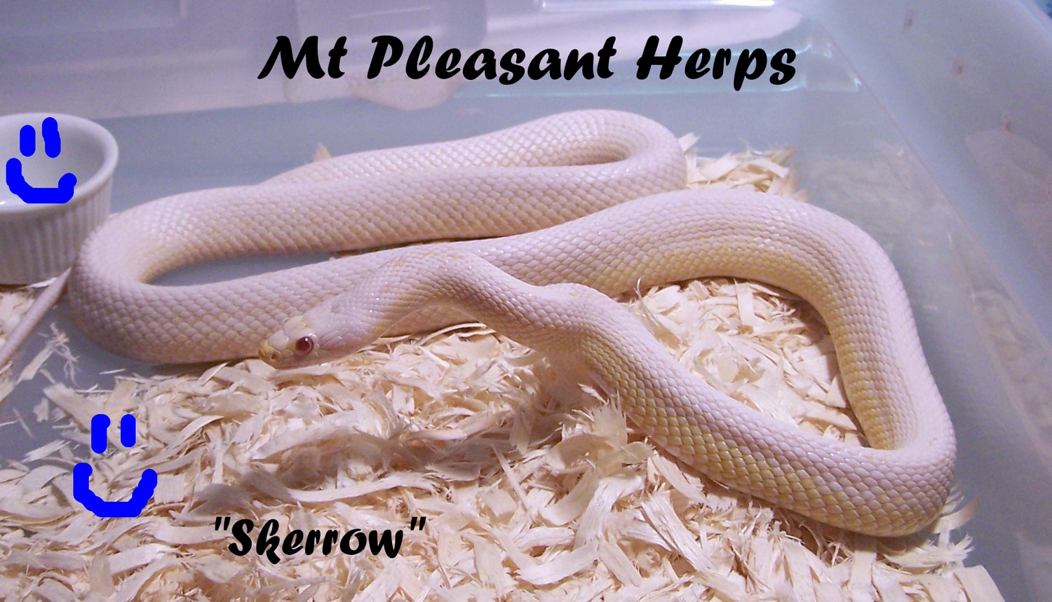 Hypo/Strawberry Snow Stripe - Proven Breeder Corn Snake by Mount ...
