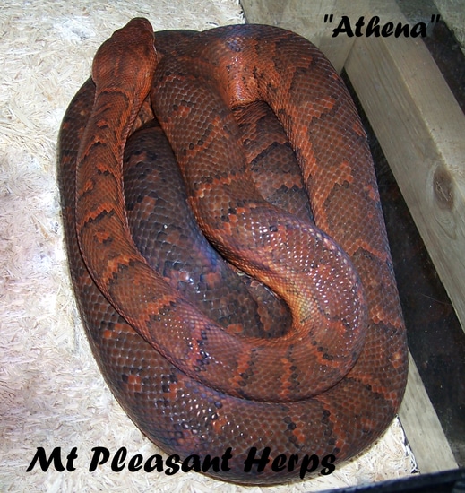 Adult Female Hispaniolan Boa by Mount Pleasant Herps