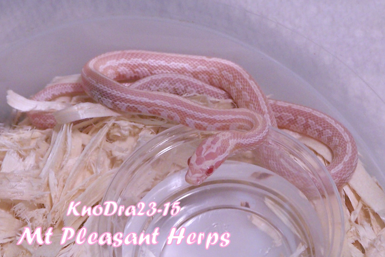 Halo Hypoberry Snow Tessera Ph Motley, Sunrise Corn Snake by Mount ...