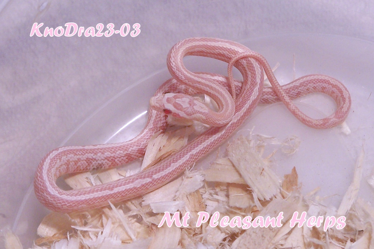 Halo Strawberry Snow Tessera Ph Motley, Sunrise Corn Snake by Mount ...