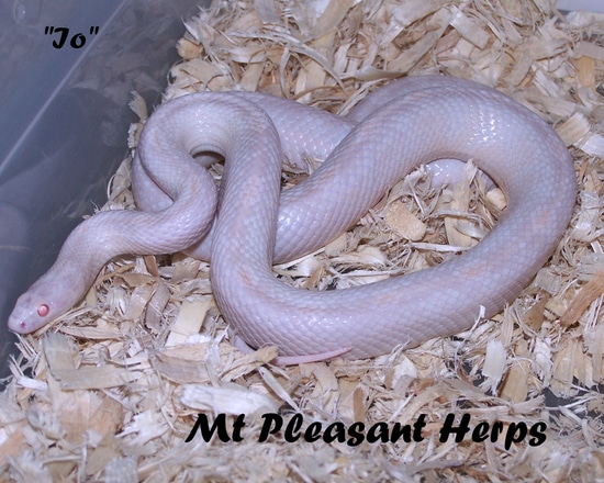 Opal Motley (Amel Lavender Motley) Ph Hypo, Stripe Corn Snake by Mount Pleasant Herps