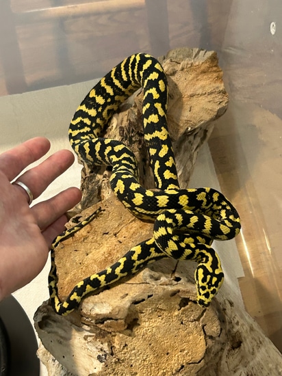 Jungle Carpet Python by Beachside Exotics