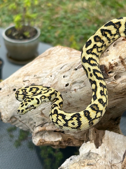 Ocelot Jaguar Jungle Carpet Python by Beachside Exotics