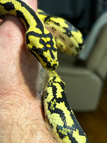 Reduced Pattern Jungle Jungle Carpet Python by Beachside Exotics